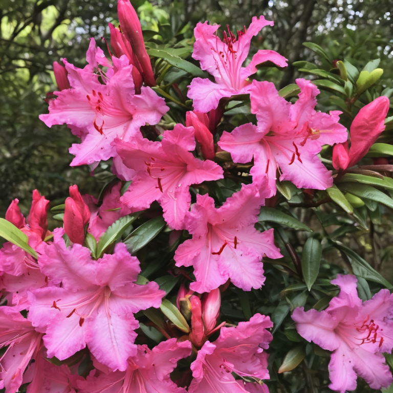 How to Grow and Care for Azaleas – Gardening Olivia